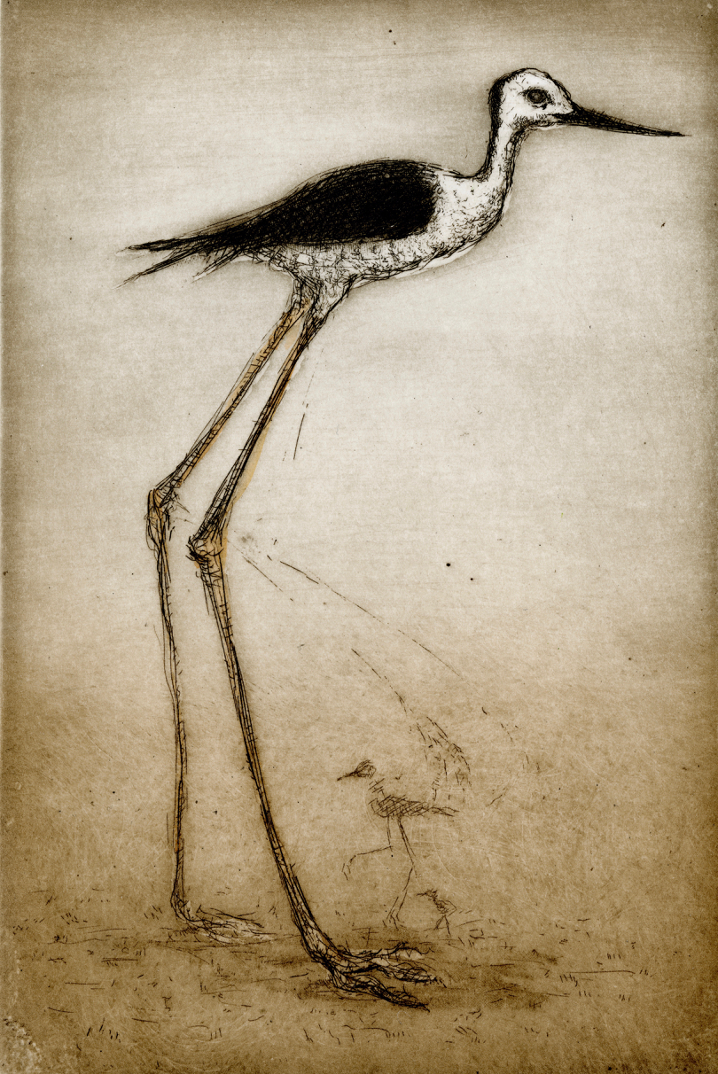 Black-winged Stilt | Bimblebox Art Project