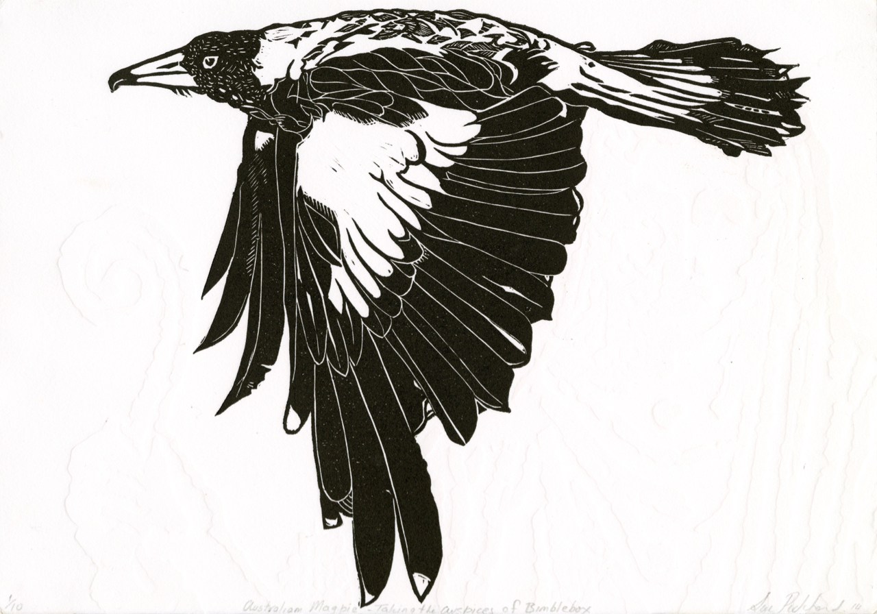 Australian Magpie | Bimblebox Art Project