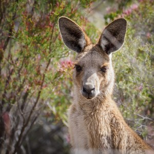 Bimblebox Art Project | art science nature